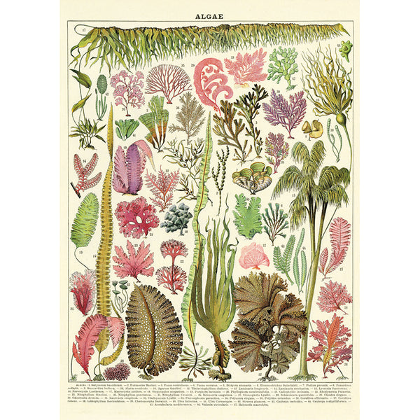 Buy this beautiful vintage Air Plants poster, today! - Cartolina