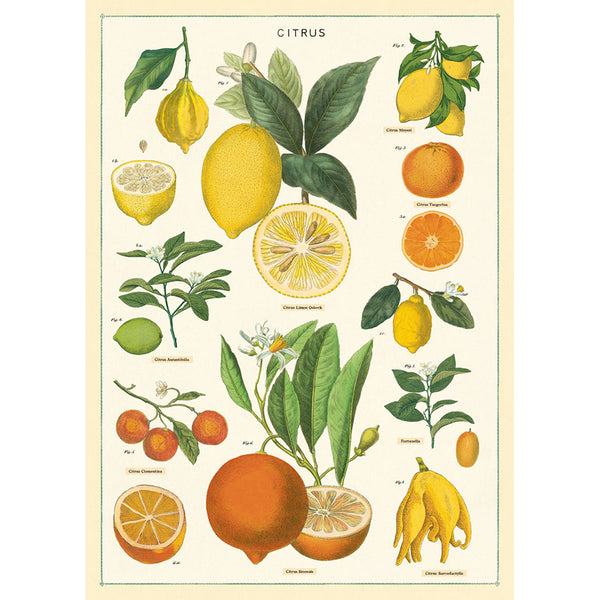 Citrus Poster - Cartolina