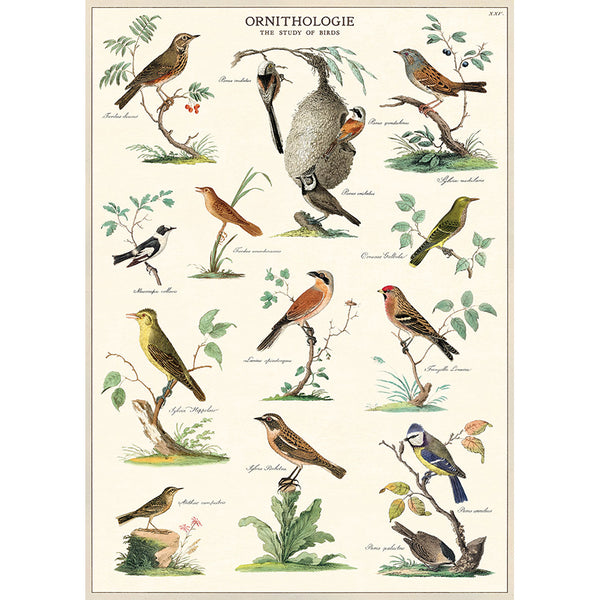 Ornithologie Poster - Cartolina