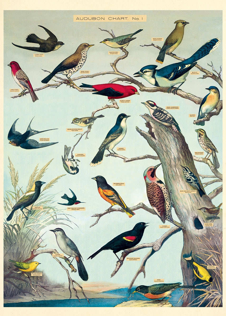 Order this vintage Audubon Birds Poster online, today! - Cartolina