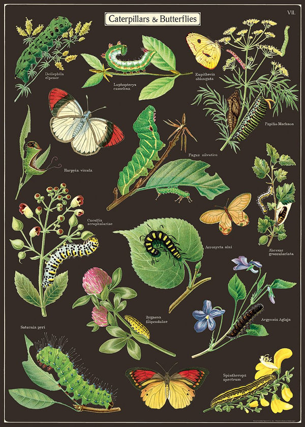 Caterpillars and Butterflies Poster - Cartolina