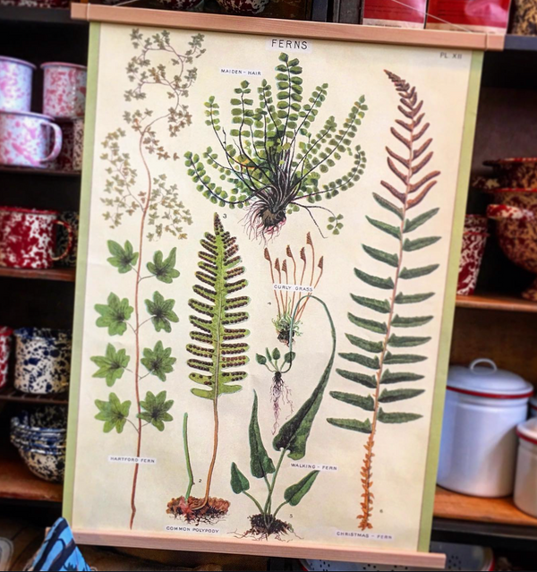 Unique Vintage Posters and Maps - Cartolina